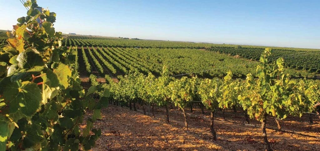 Día Mundial de la Uva Verdejo: todo lo que debes saber