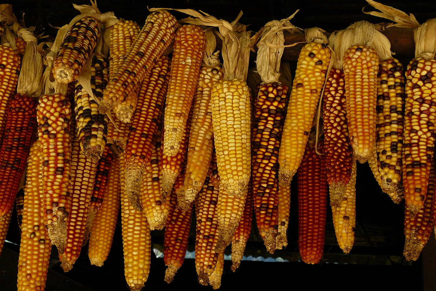 Nixtamalización: qué es, sus beneficios y todo lo que debes saber