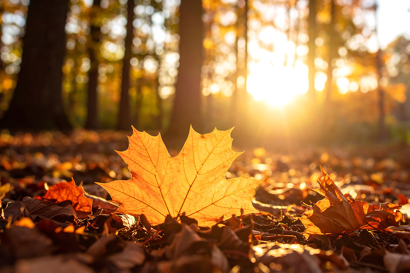 ¡Hay un bosque de maple en México! Te decimos dónde y qué hacer