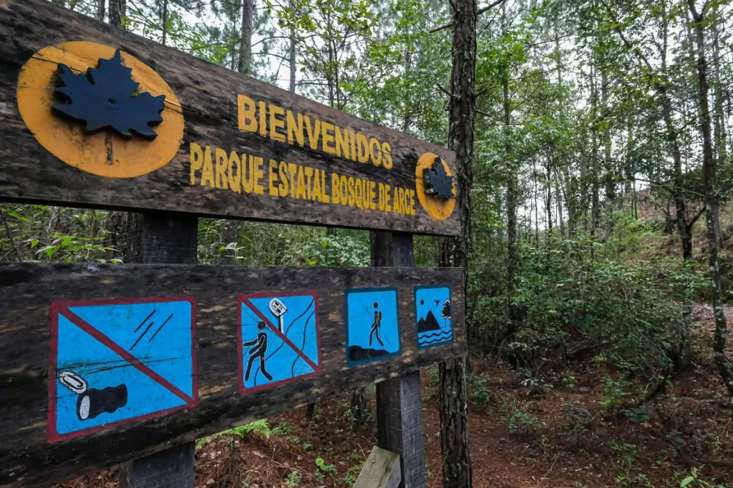 ¡Hay un bosque de maple en México! Te decimos dónde y qué hacer