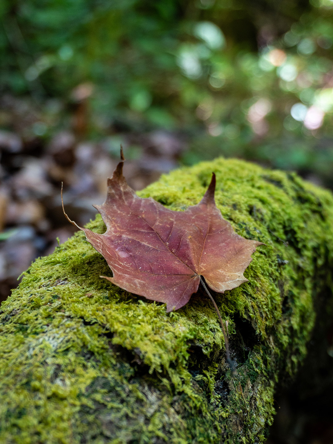 ¡Hay un bosque de maple en México! Te decimos dónde y qué hacer