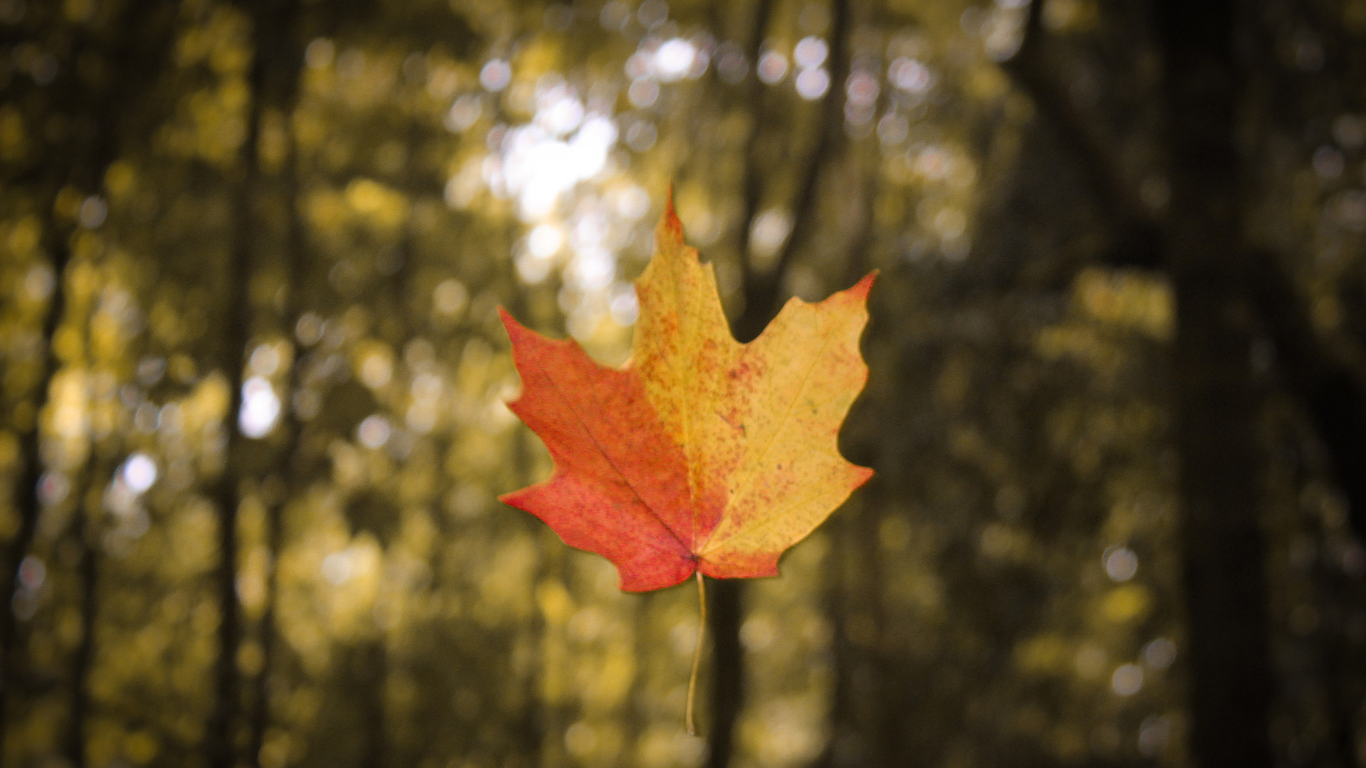 ¡Hay un bosque de maple en México! Te decimos dónde y qué hacer