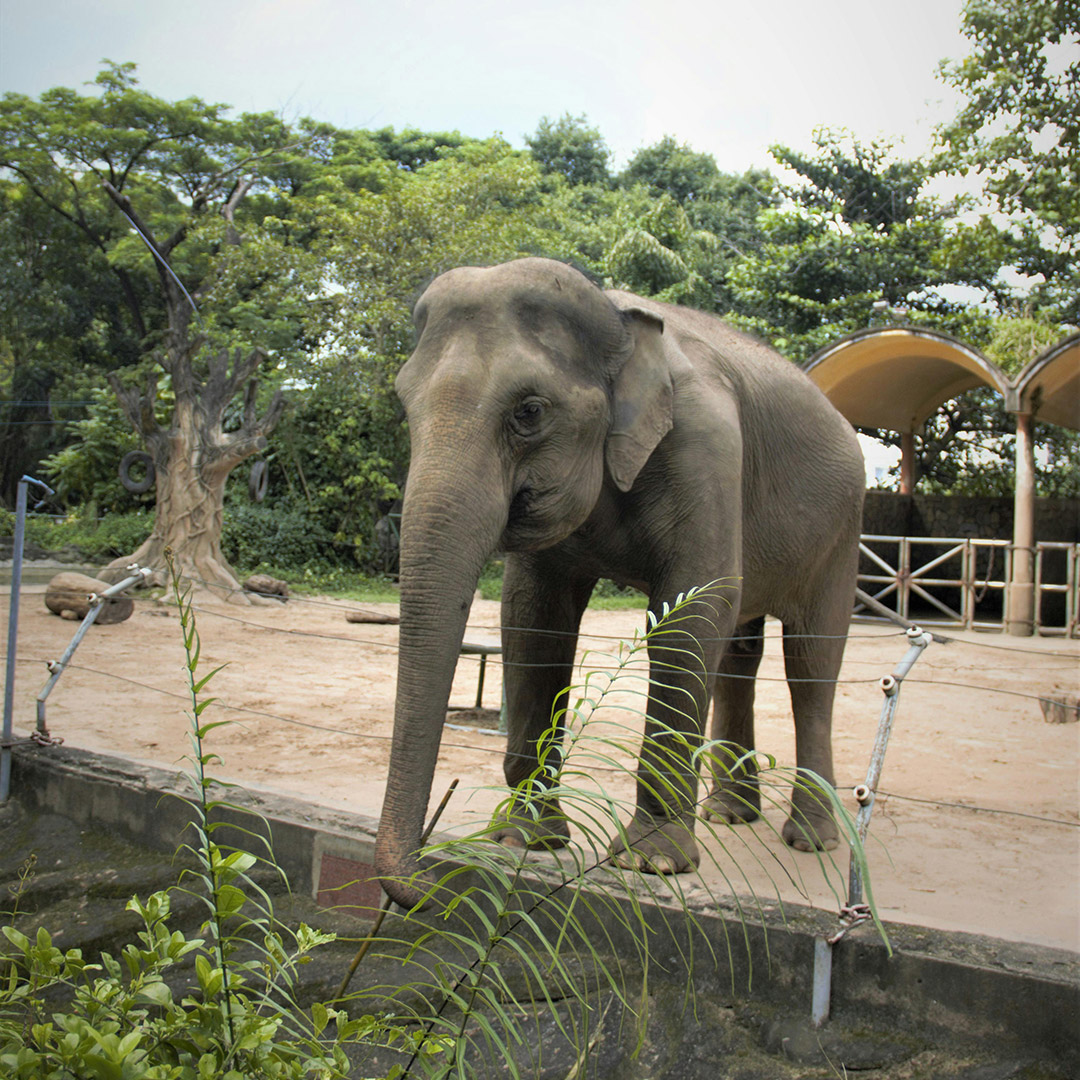 ¿Se puede visitar un santuario de elefantes de forma ética?